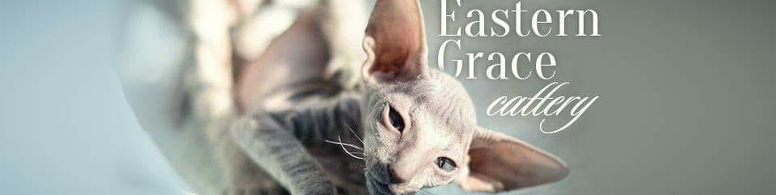 Eastern Grace Cat | 驪питомник ориенталов,сиамов,петерболдов驪 "Eastern ...